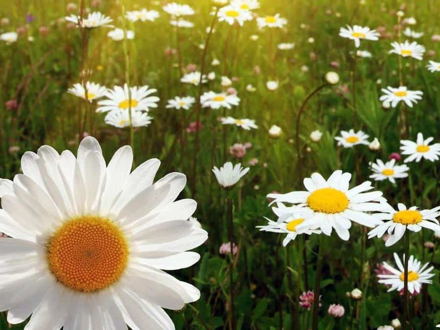 Green is Good - Embracing Innovation to Reduce Environmental Impact